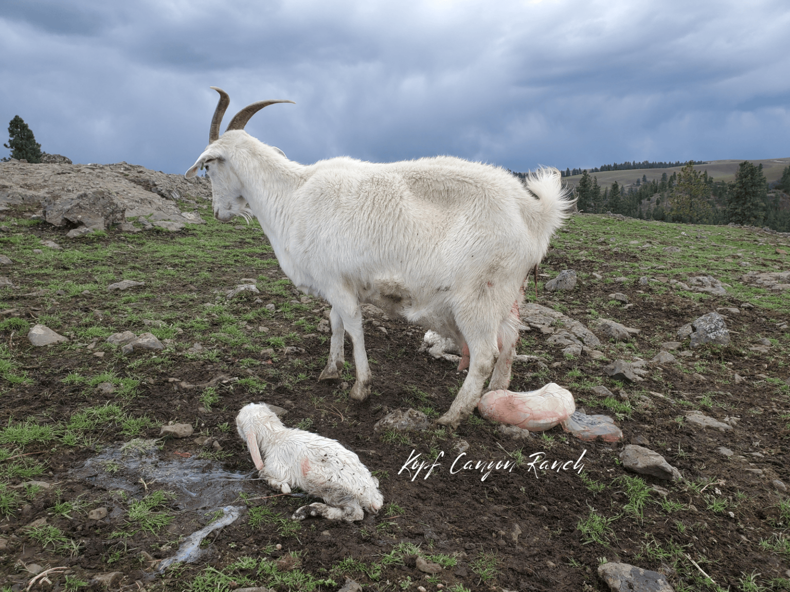 Witnessing an En Caul Birth - Goat Journal